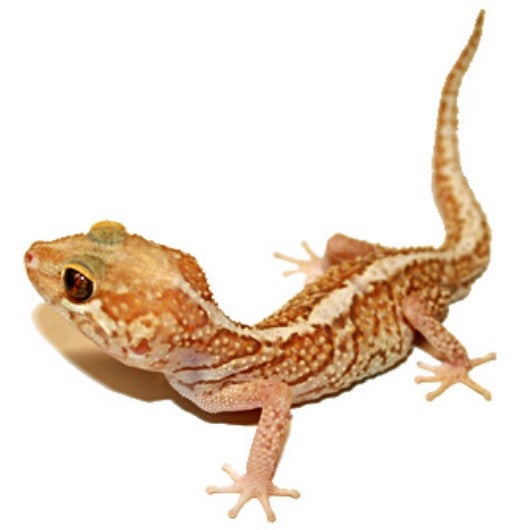 Our Crested Geckos | Supreme Gecko
