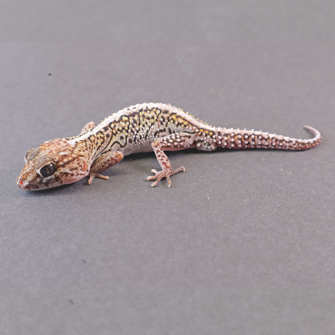 Our Paroedura picta | Supreme Gecko