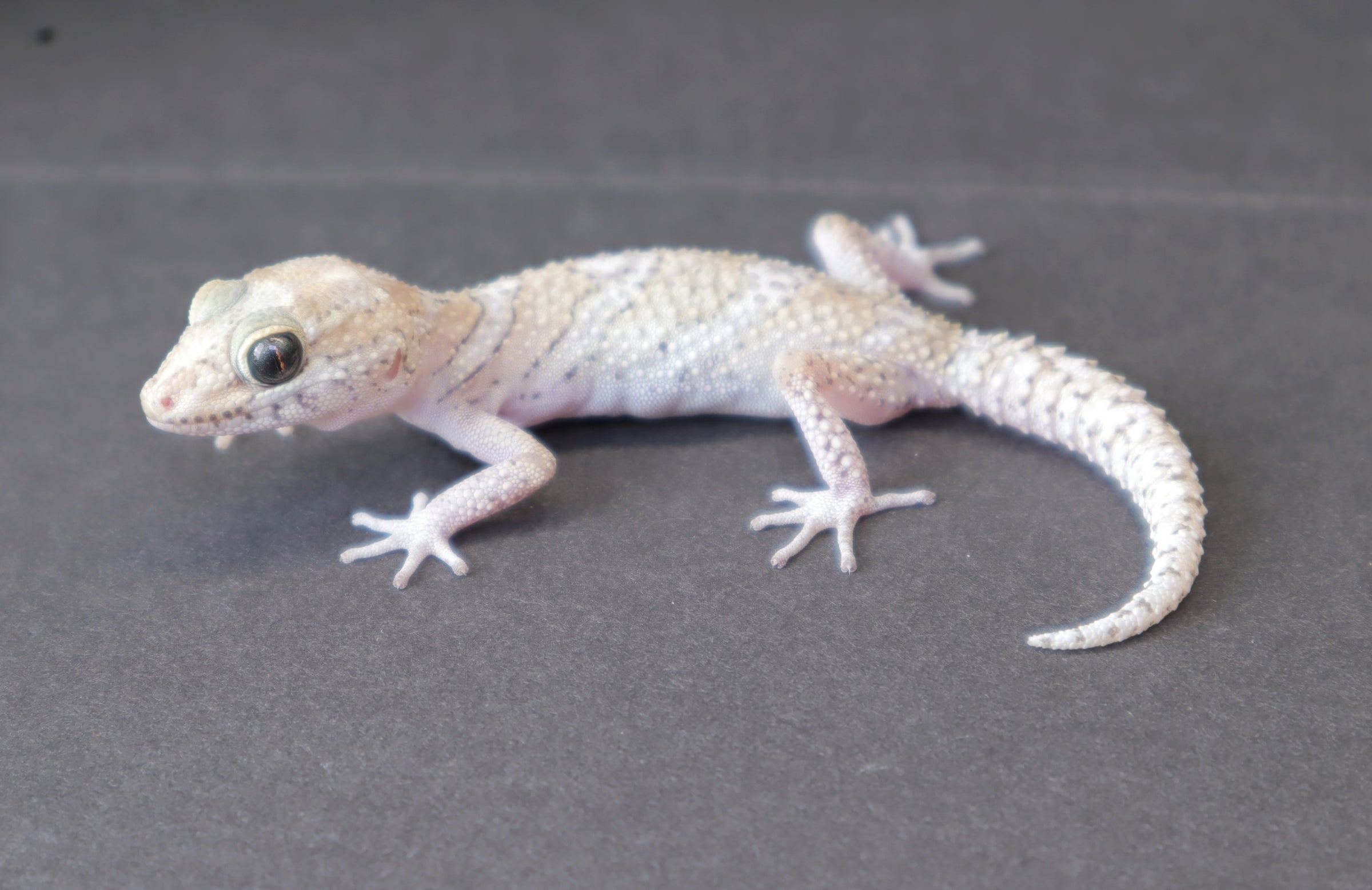 Our Paroedura picta | Supreme Gecko